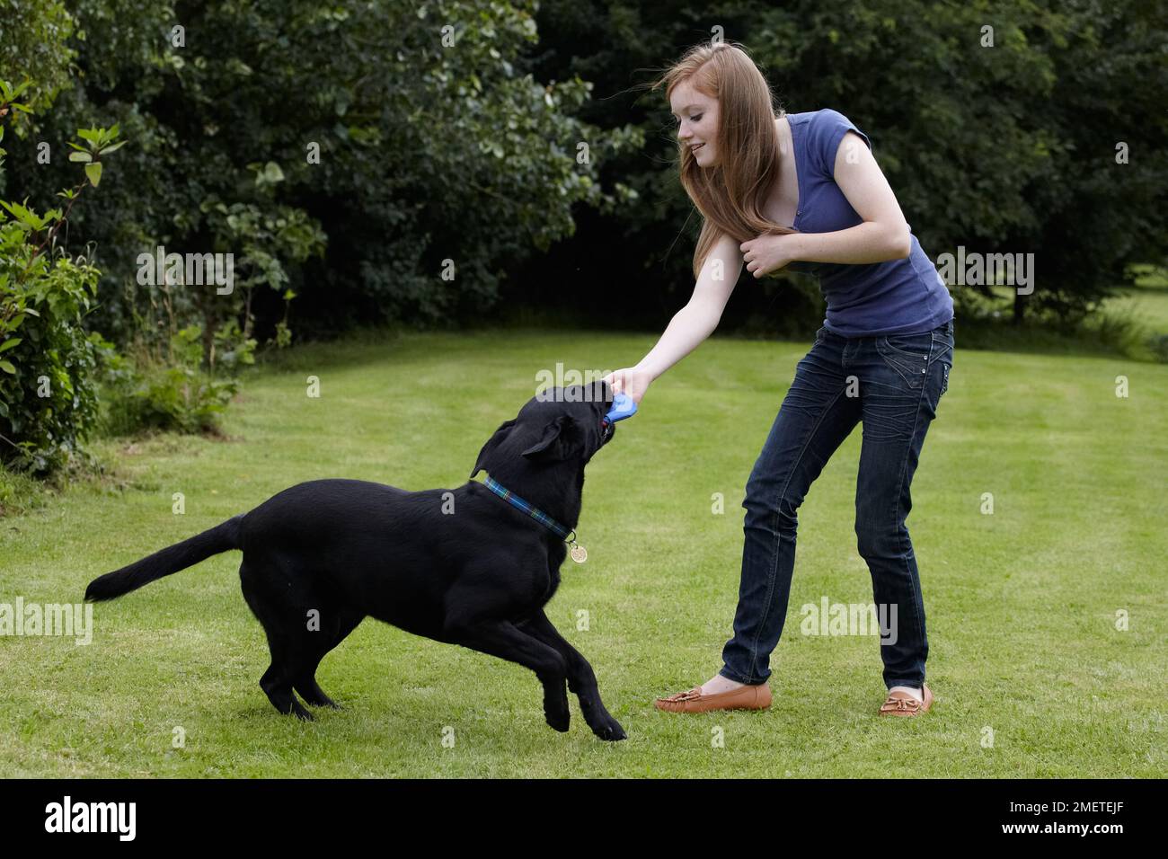 Teenage girl playing with Labrador in garden Stock Photo - Alamy
