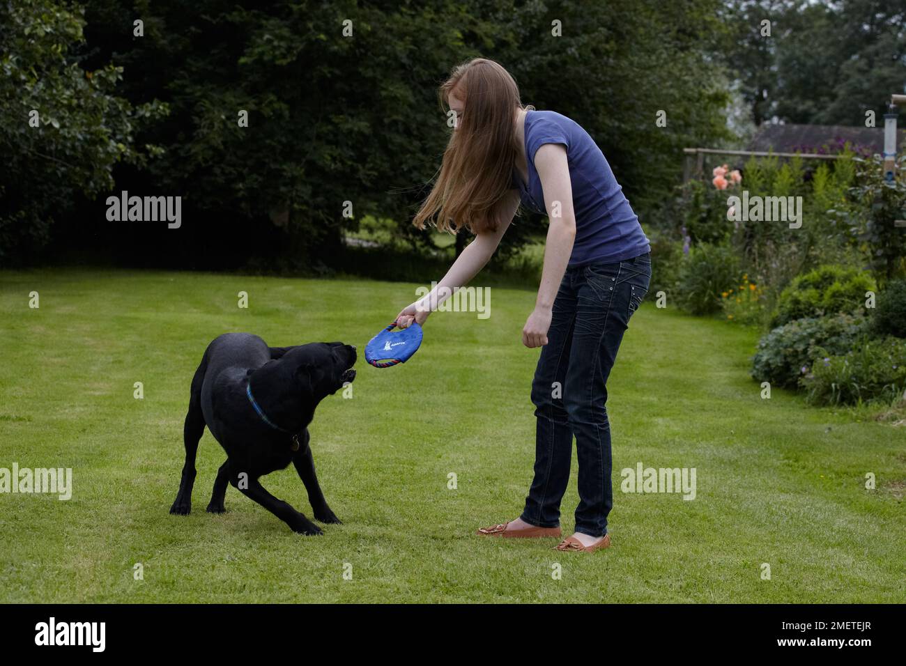 Teenage girl playing with Labrador in garden Stock Photo - Alamy