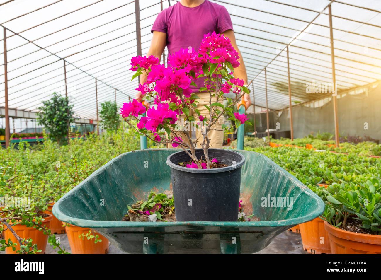 Male gardener in shorts transports a lilac pink blooming bougainvillea ...