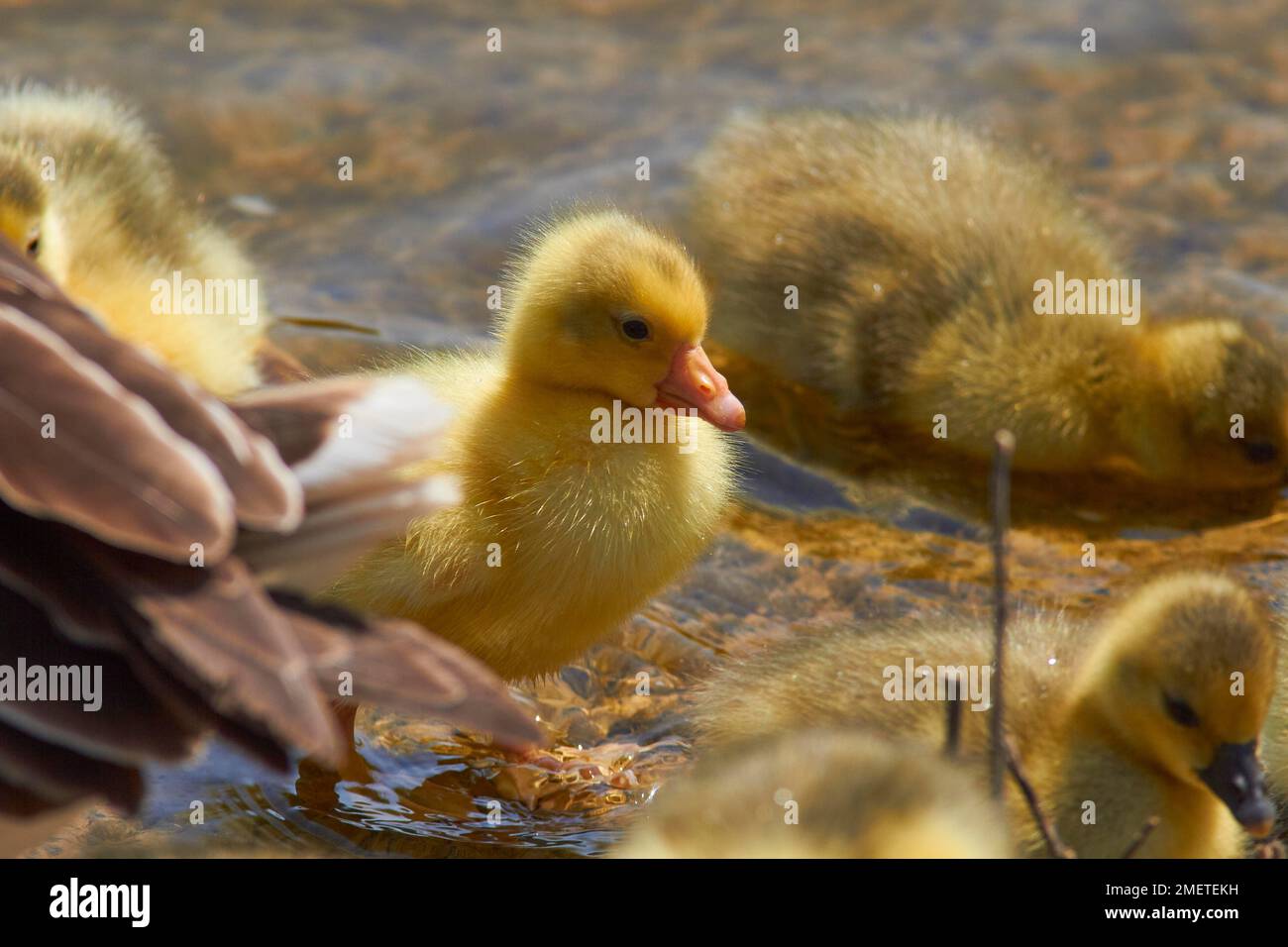 Spring in Crete, close-up, ducklings (anatis), lake of Agia, western ...