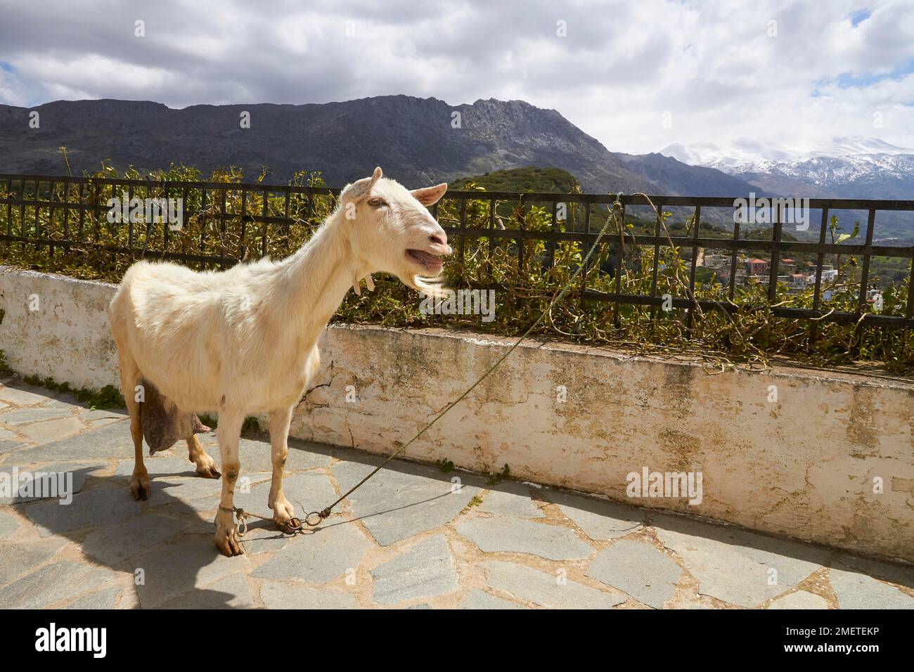 Spring in Crete, goat bleating, snow-capped mountains, cloudy sky ...