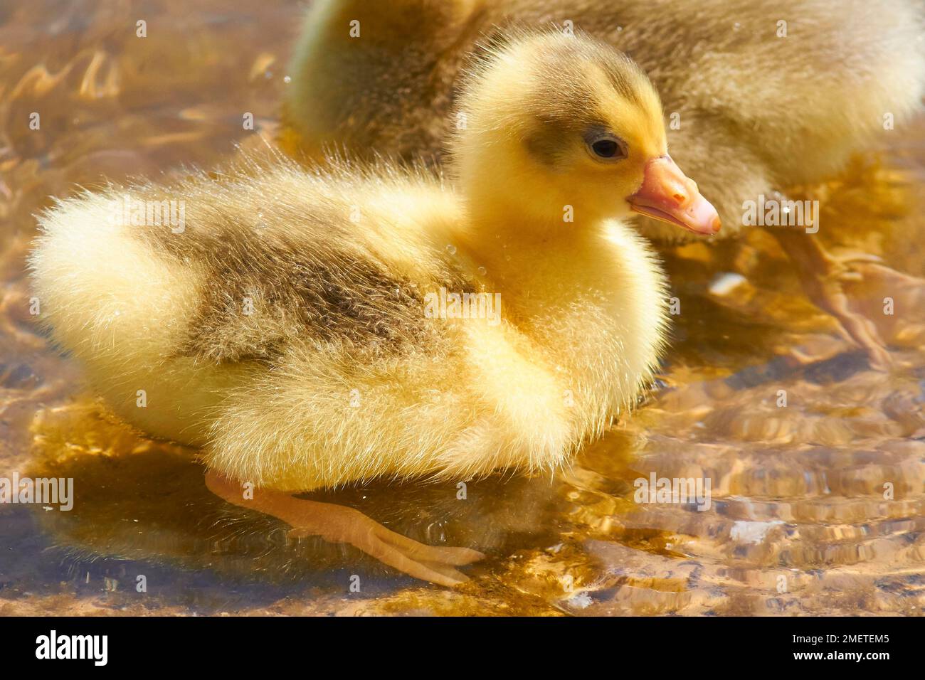 Spring in Crete, close-up, ducklings (anatis), lake of Agia, western ...