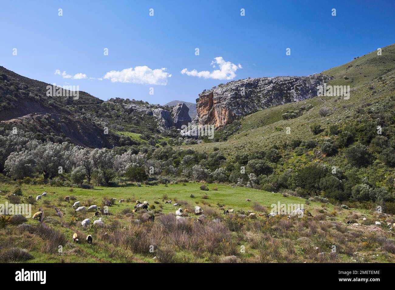 Spring in Crete, green meadow, sheep, rock face, gorge, blue sky ...
