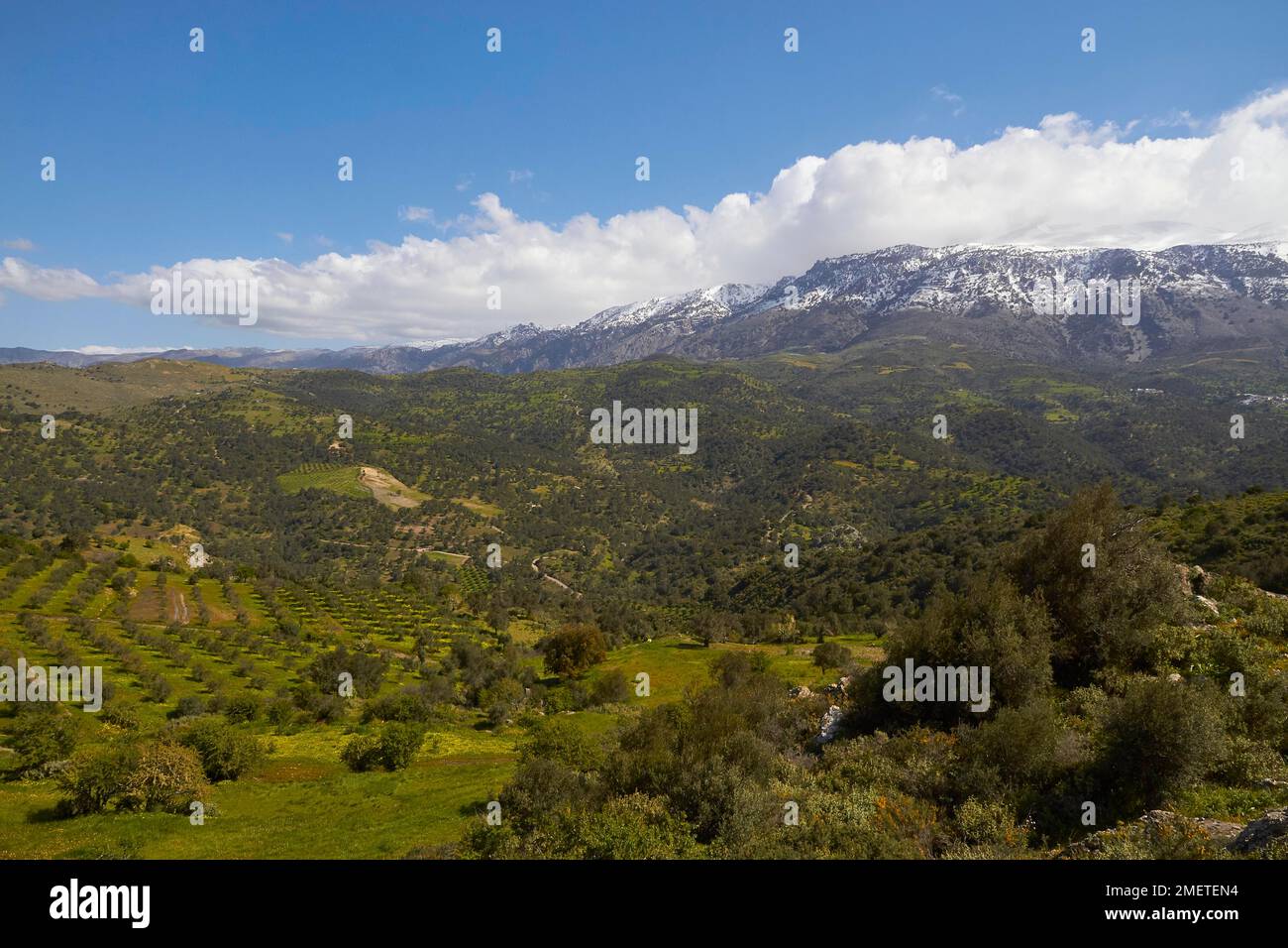 Spring in Crete, green meadows, olive groves, snow-capped mountains ...