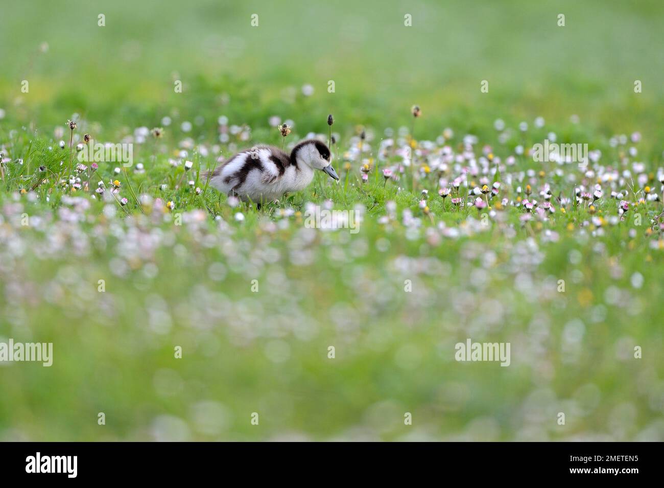 Ruddy Shelduck (Casarca ferruginea), chick in a meadow with daisies ...
