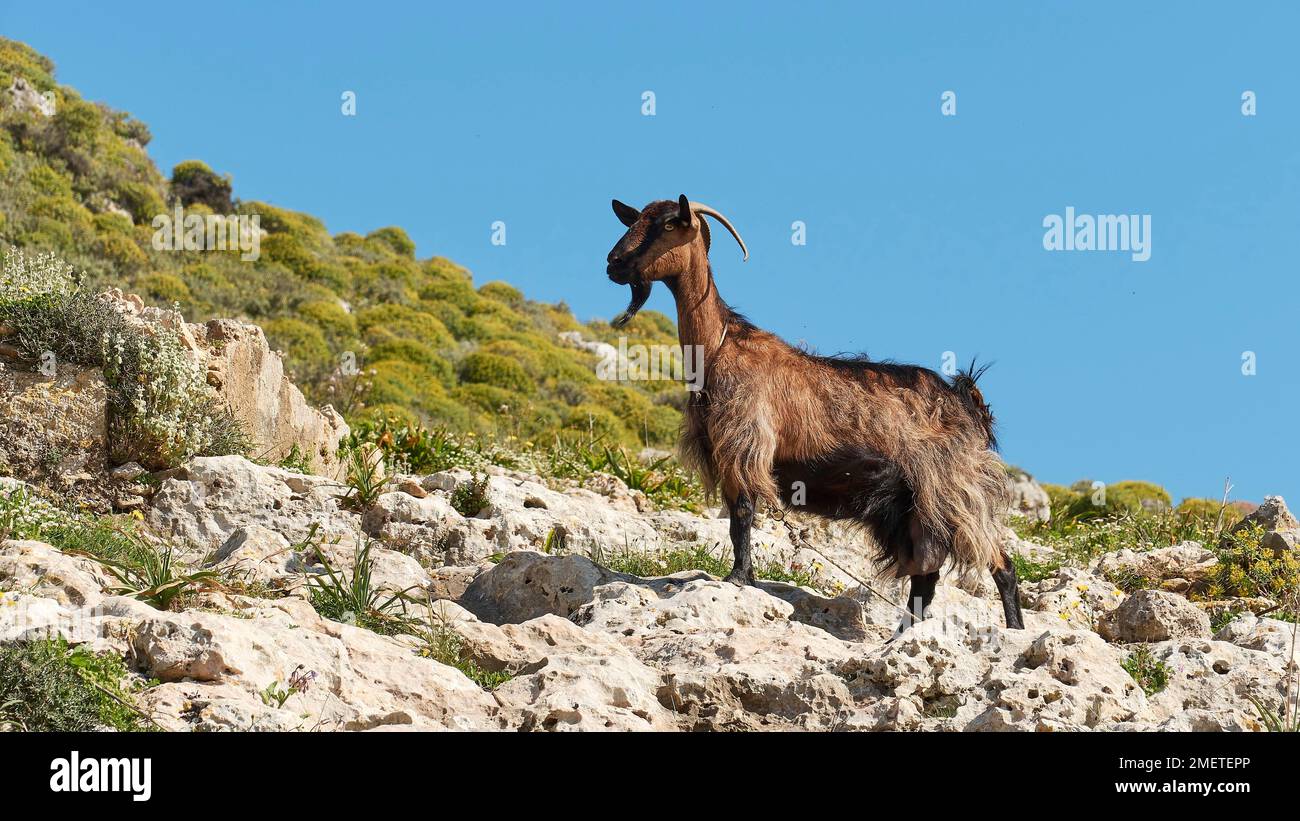 Spring in Crete, mountain village of Rokka, excavation site, goat ...