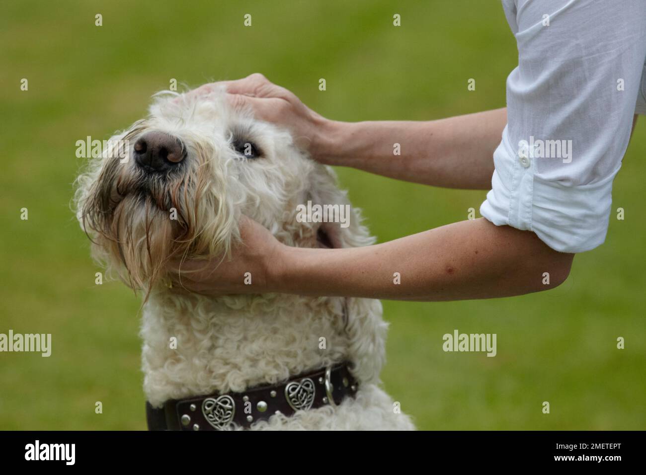 Labradoodle: owner checking eyes Stock Photo - Alamy
