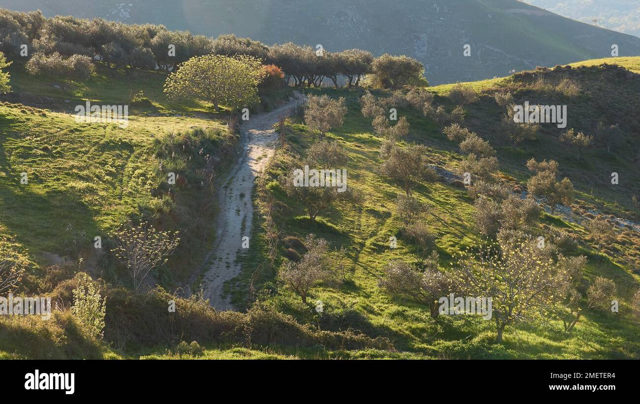 Spring in Crete, green meadows, flowering trees, country lane, central ...
