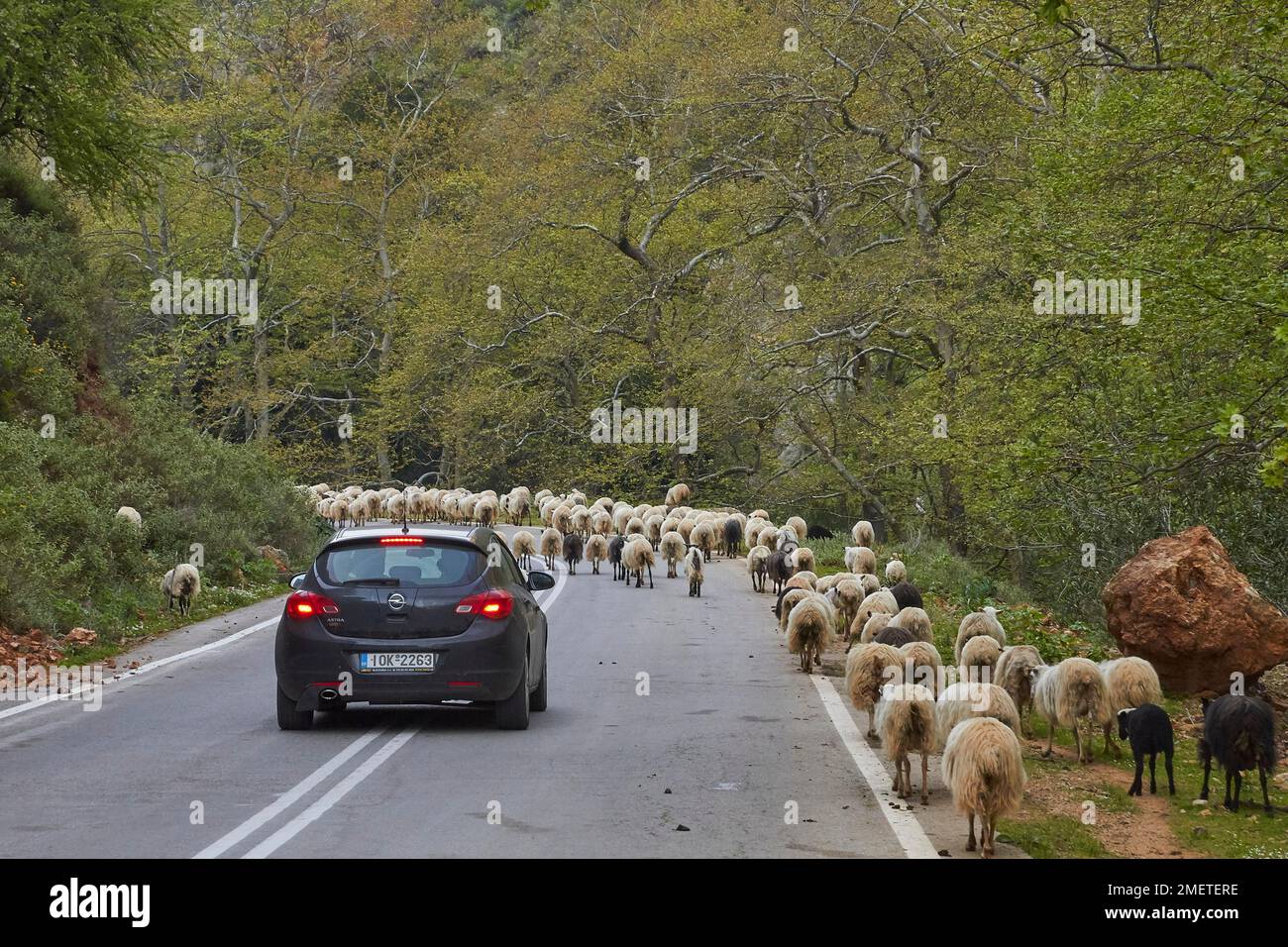 Spring in Crete, road, car, flock of sheep, trees, gorge, Therissos ...