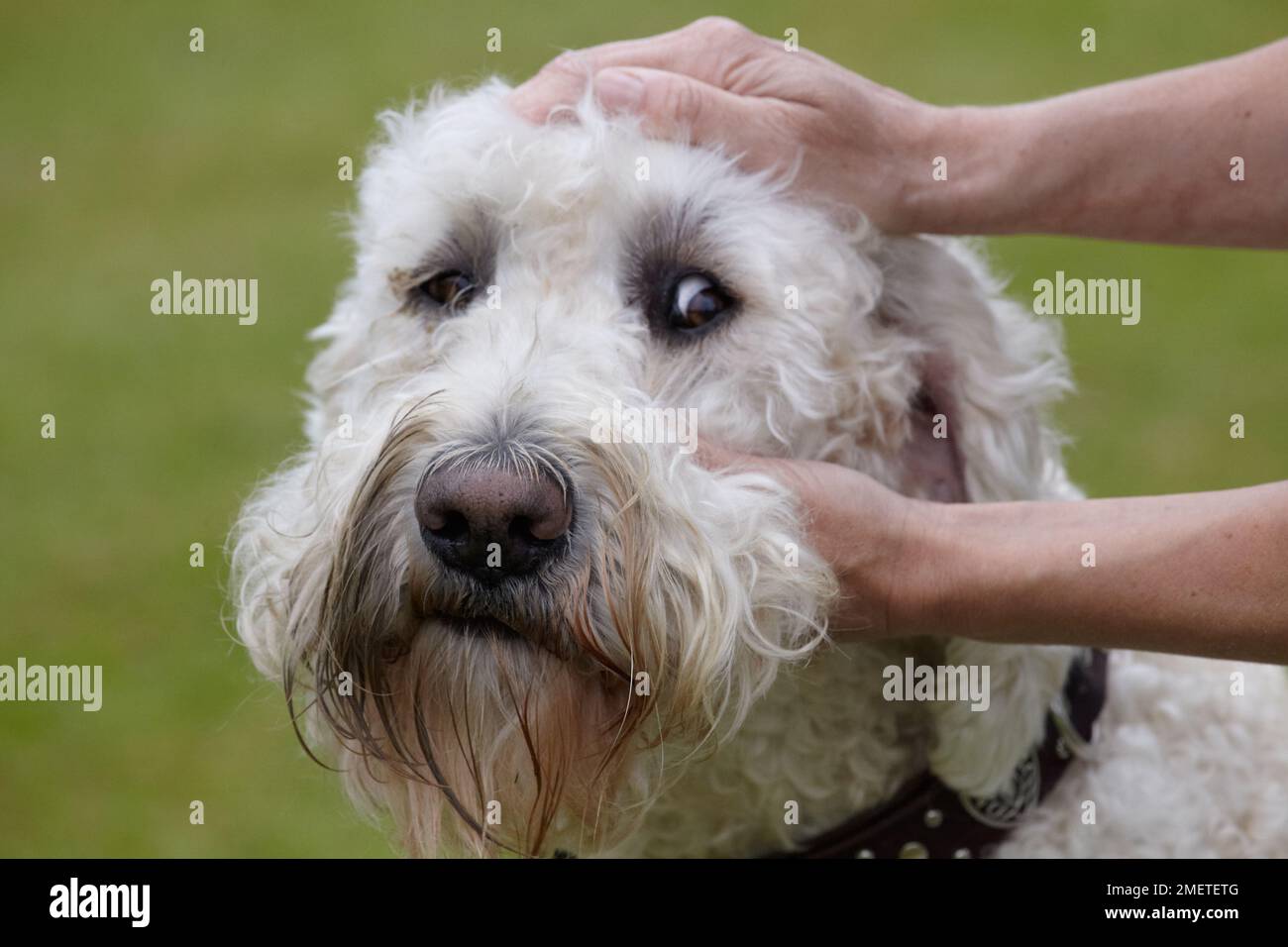 Labradoodle: owner checking eyes Stock Photo - Alamy