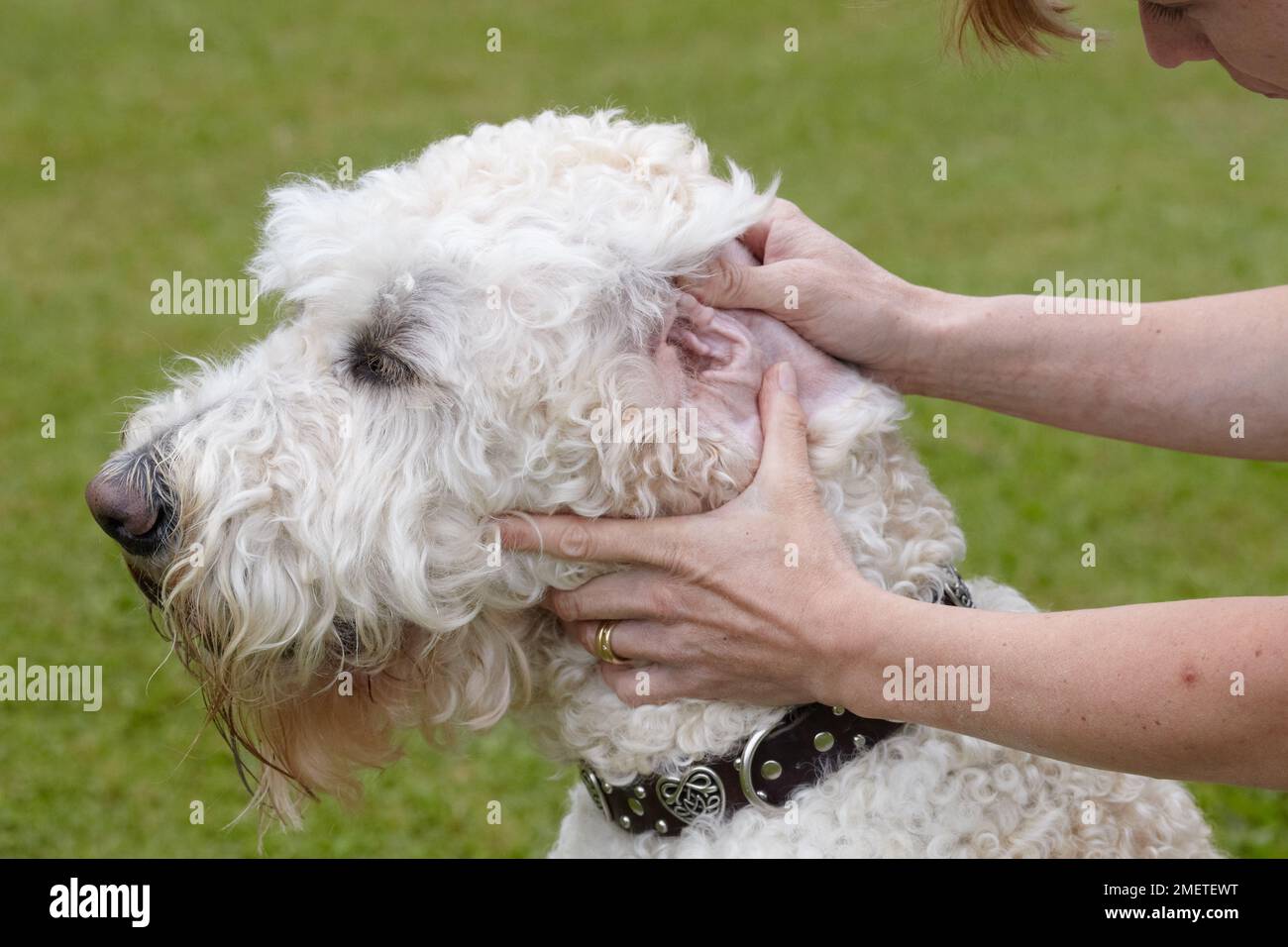 Labradoodle: owner checking ears Stock Photo - Alamy