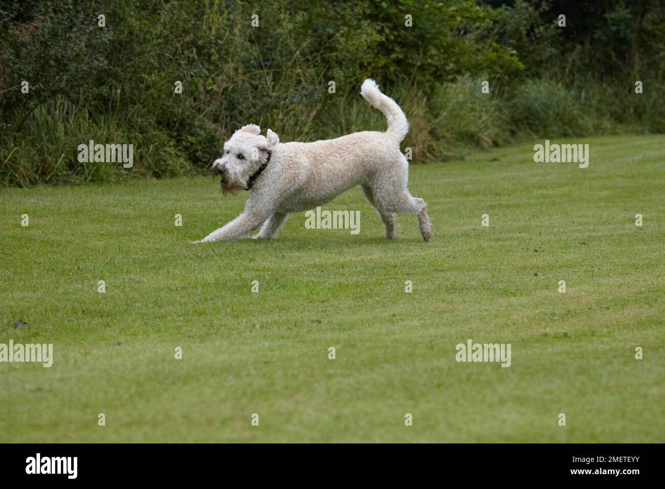 Labradoodle side view hi-res stock photography and images - Alamy