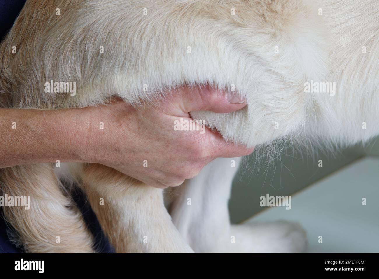 Labrador puppy being checked over by a vet. Checking limbs Stock Photo ...