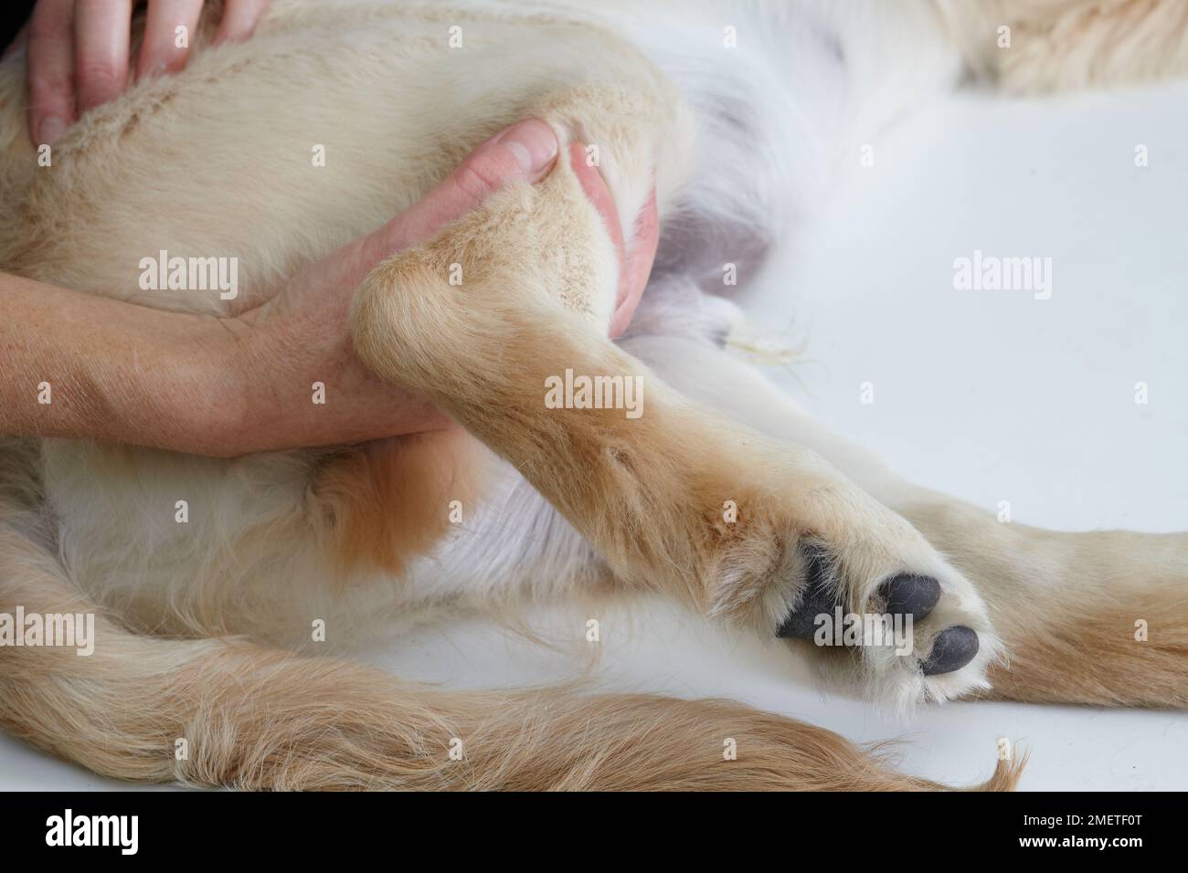 Labrador puppy being checked over by a vet. Checking limbs Stock Photo ...