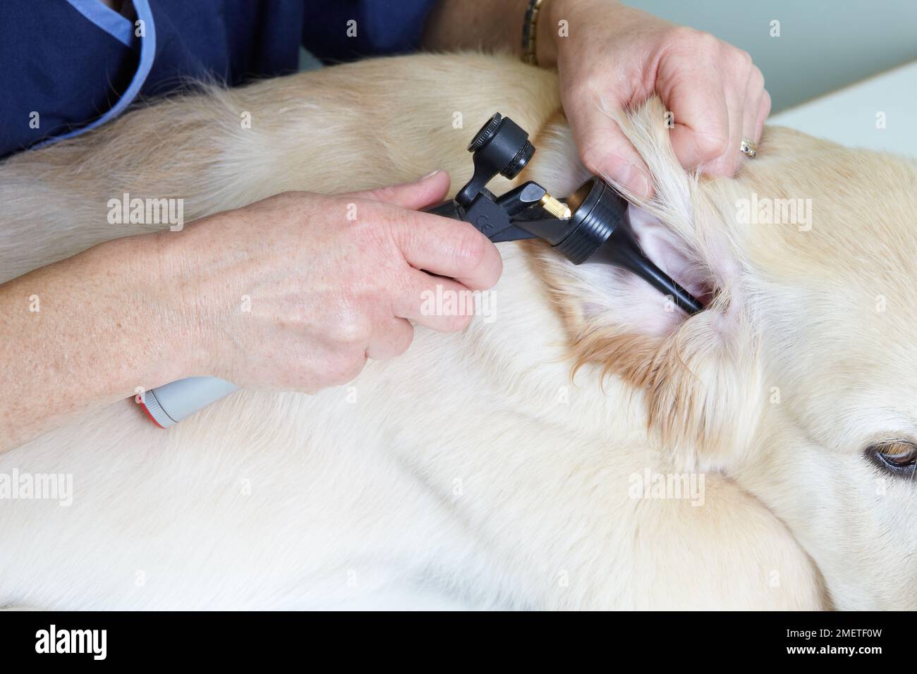 Labrador puppy being checked over by a vet Stock Photo - Alamy