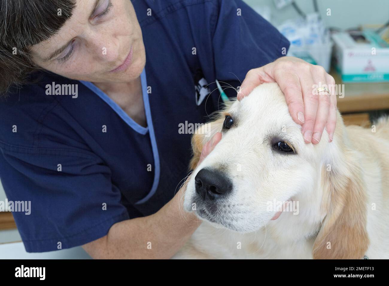 Labrador puppy being checked over by a vet. Checking eyes Stock Photo ...