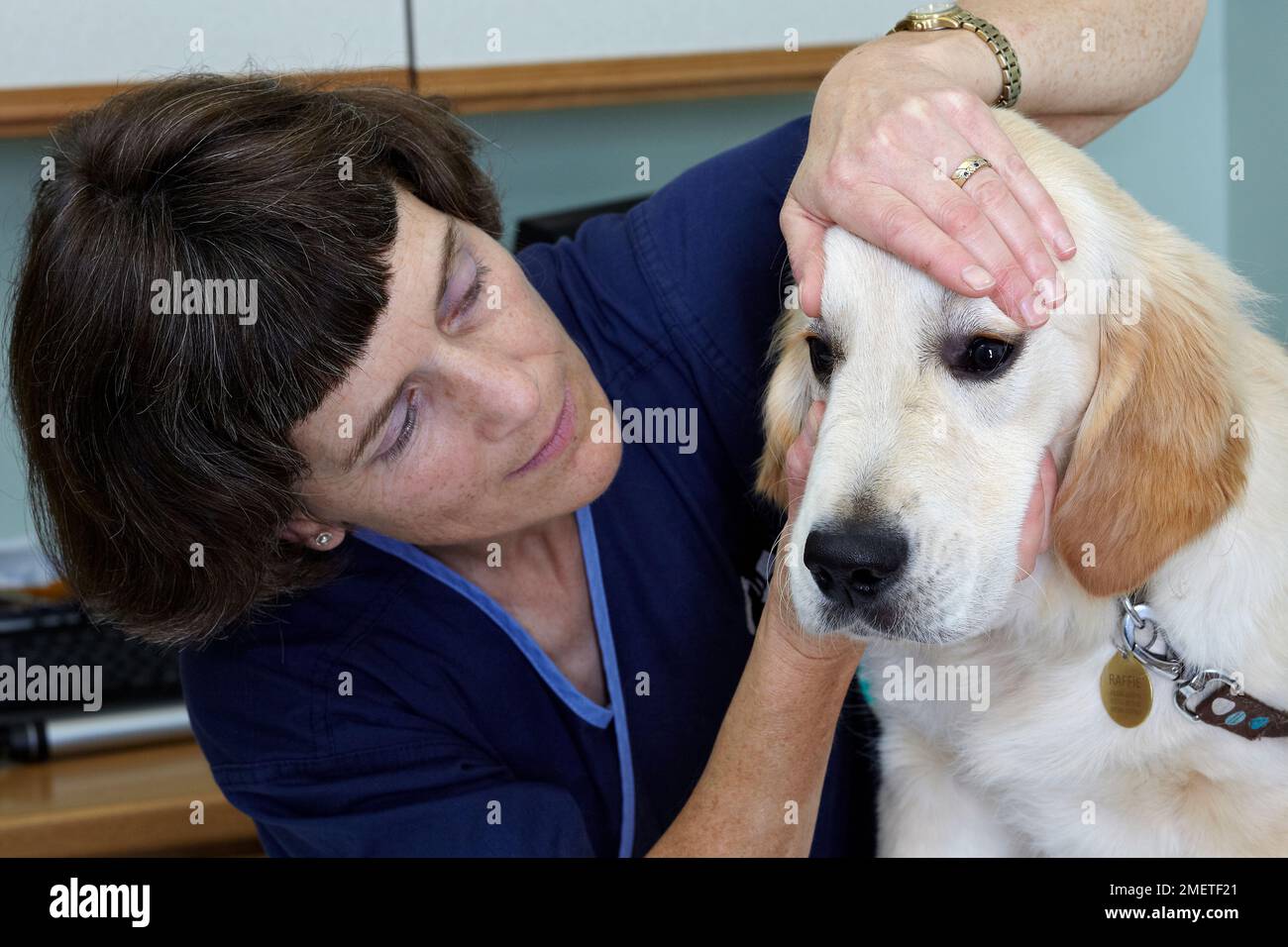 Labrador puppy being checked over by a vet. Checking eyes Stock Photo ...