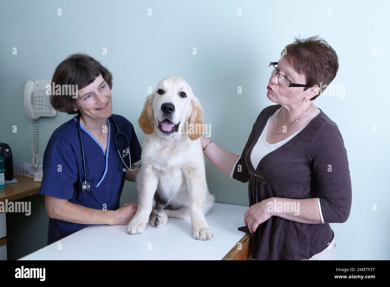 Labrador puppy being checked over by a vet Stock Photo - Alamy