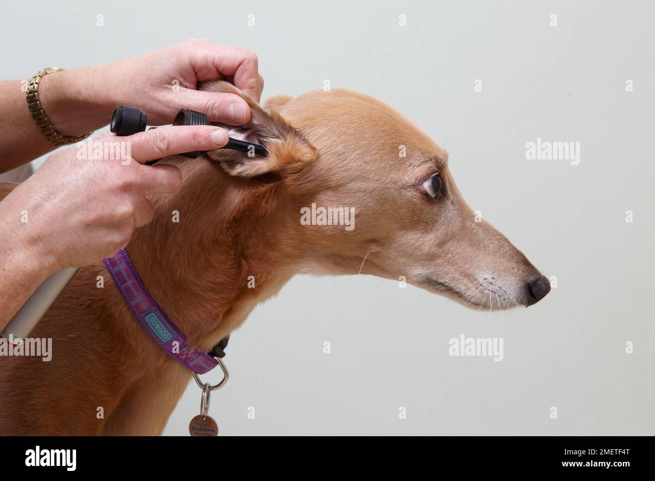 Lurcher being checked over by a vet. Checking ears with Otoscope ...