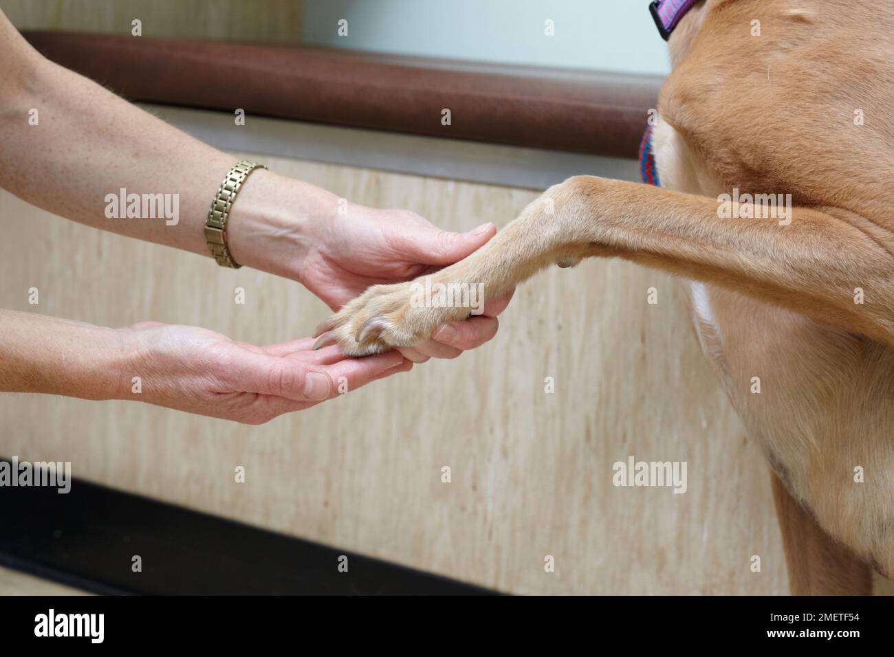 Lurcher being checked over by a vet. Checking paws Stock Photo - Alamy