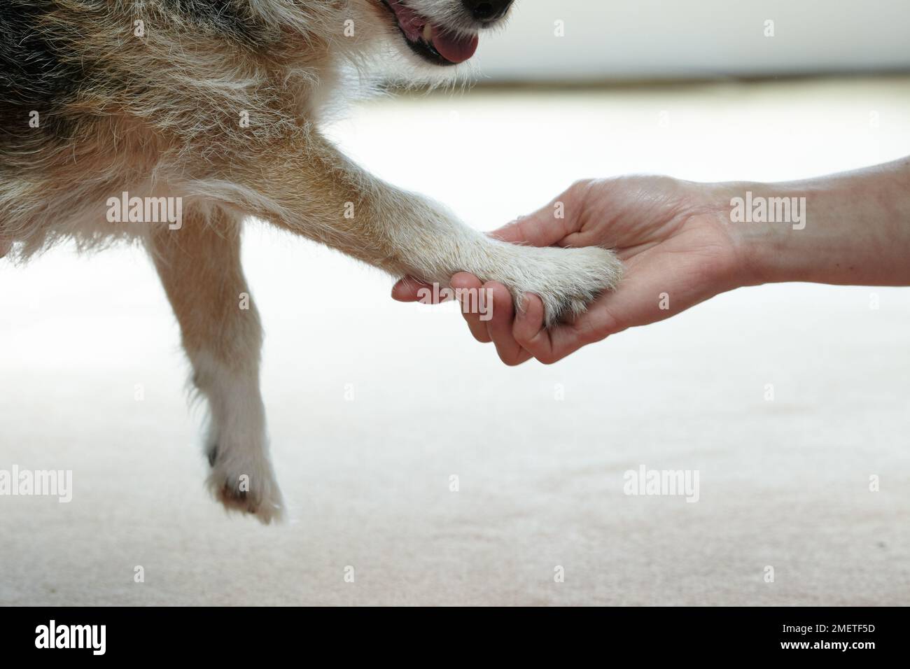 Owner holding jack russell paw Stock Photo - Alamy