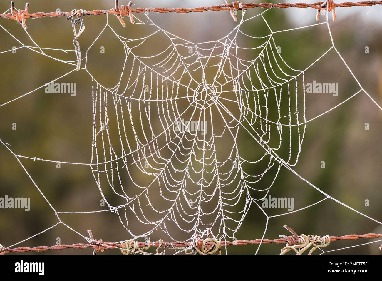 Frost on spider web hi-res stock photography and images - Alamy