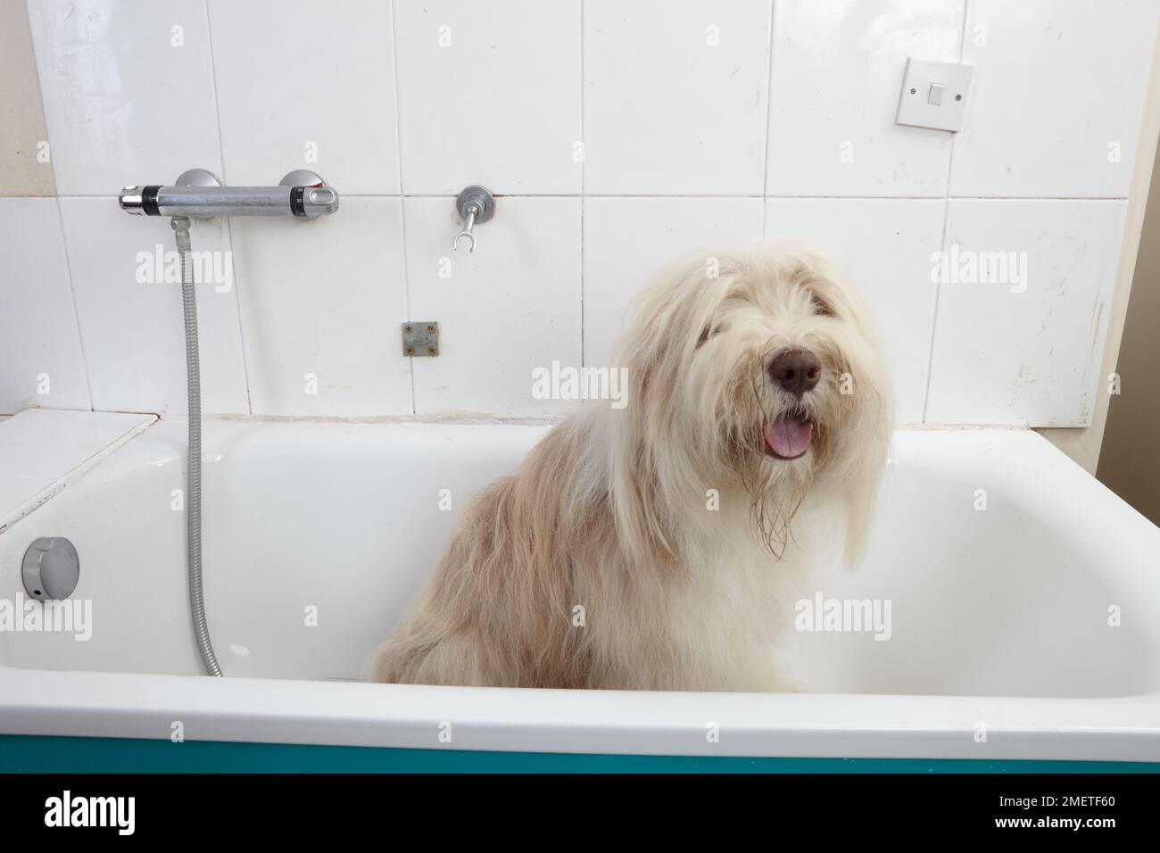 Bearded Collie, bathing sequence in grooming parlour Stock Photo - Alamy