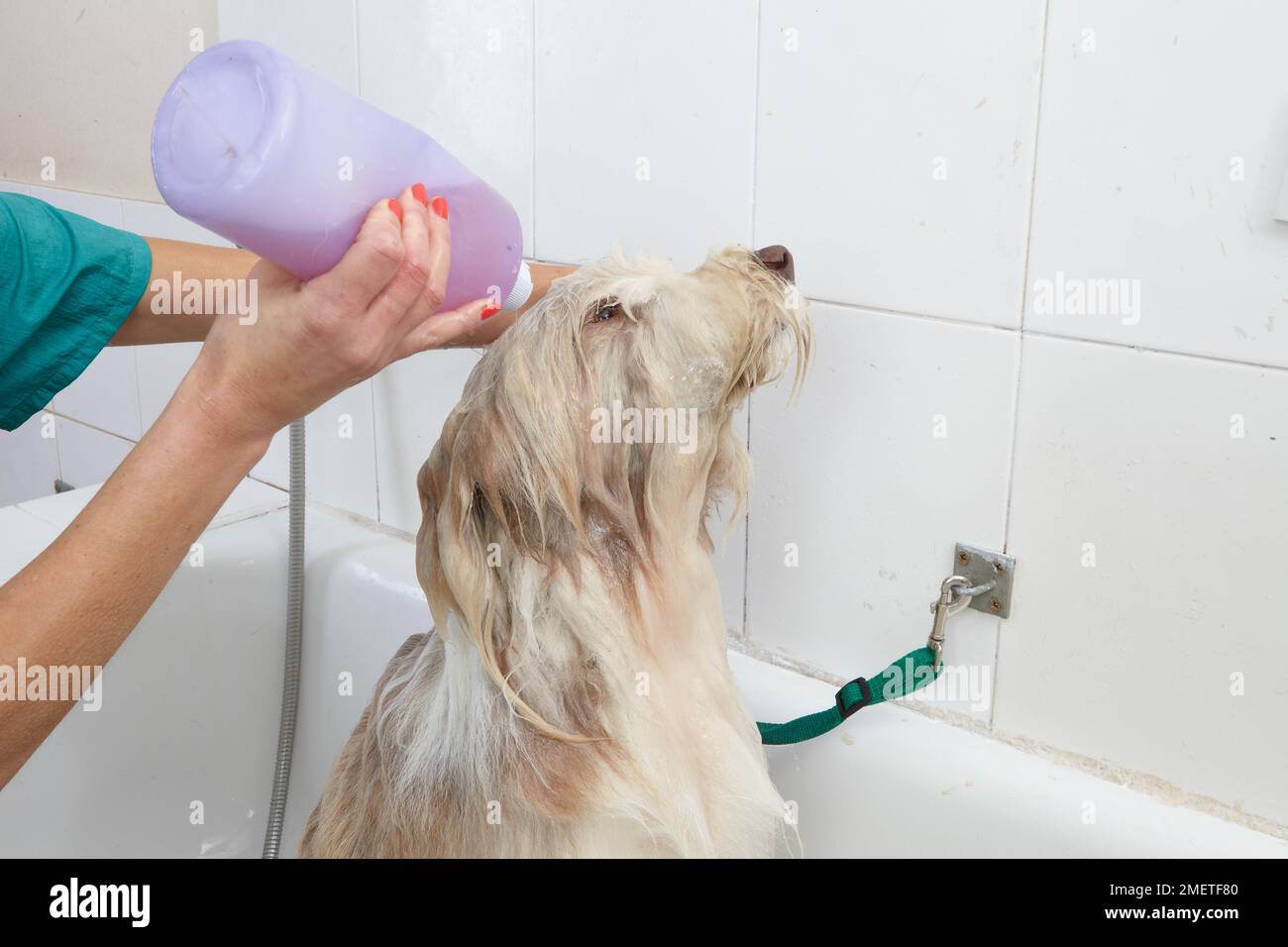 Bearded Collie, bathing sequence in grooming parlour Stock Photo - Alamy