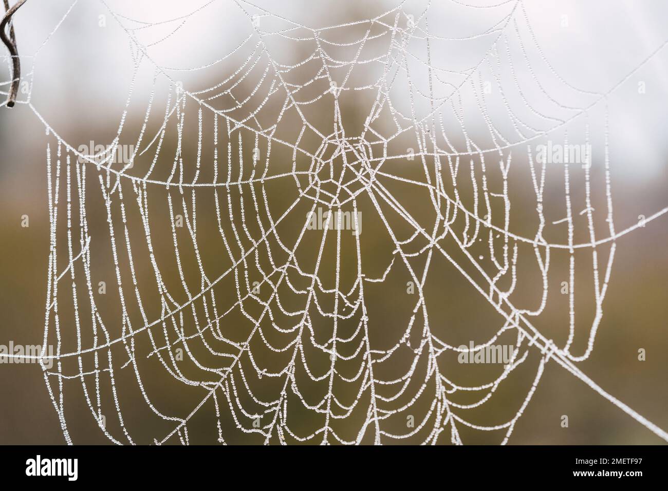 Frost on spider web hi-res stock photography and images - Alamy
