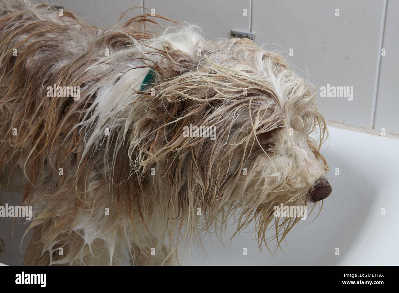 Bearded Collie, bathing sequence in grooming parlour Stock Photo - Alamy