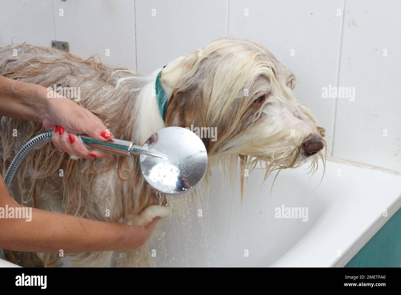 Bearded Collie, bathing sequence in grooming parlour Stock Photo - Alamy