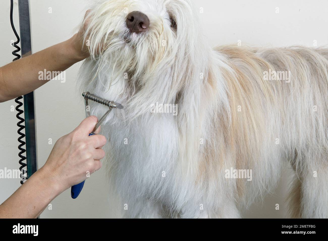 How To Groom A Bearded Collie Dog