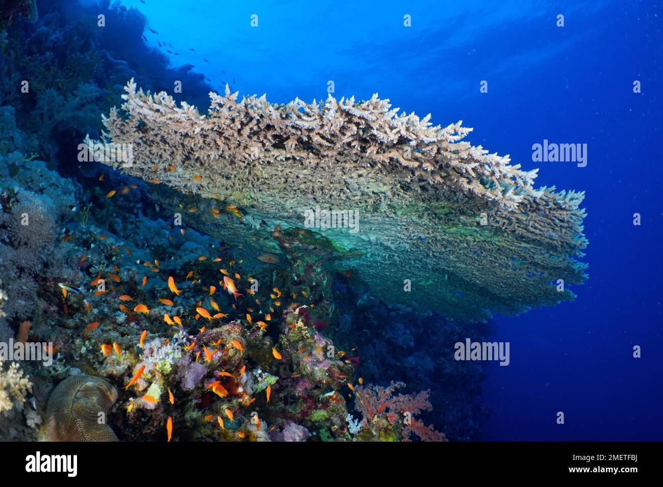 Pharaohs coniferous coral (Acropora pharaonis) and group of sea goldie ...