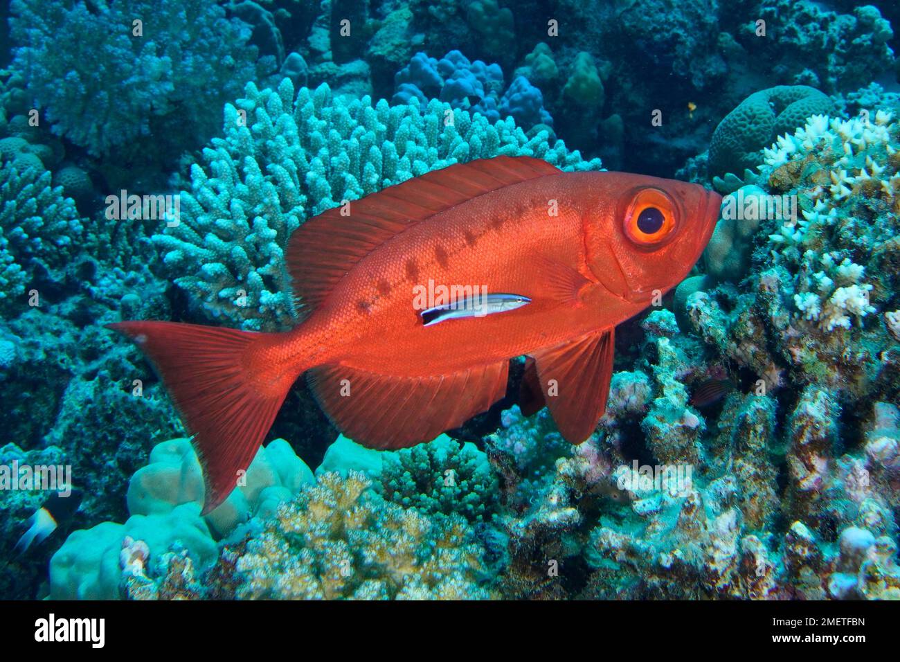 Common bigeye (Priacanthus hamrur) with cleaner fish. Dive site House ...
