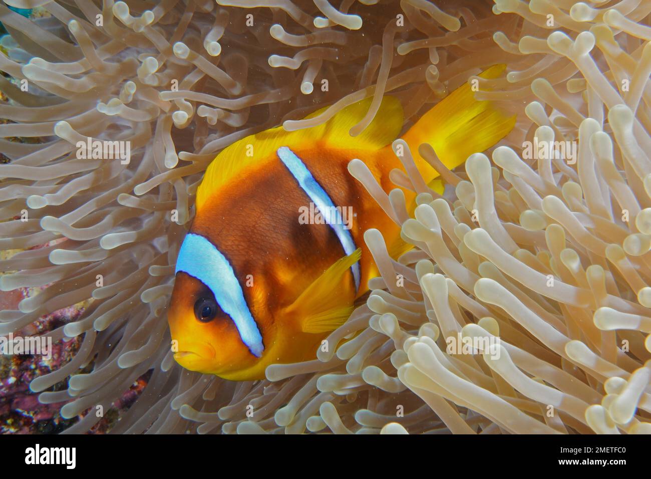Red sea clownfish (Amphiprion bicinctus), Panorama Reef dive site, Egypt, Red Sea Stock Photo ...