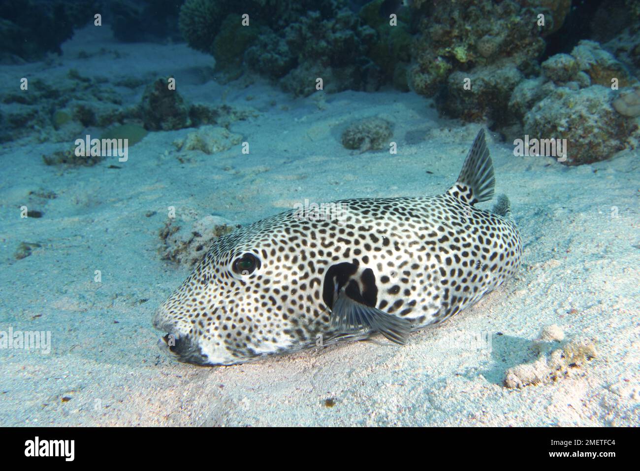 Star puffer (Arothron stellatus), House Reef Dive Site, Mangrove Bay ...