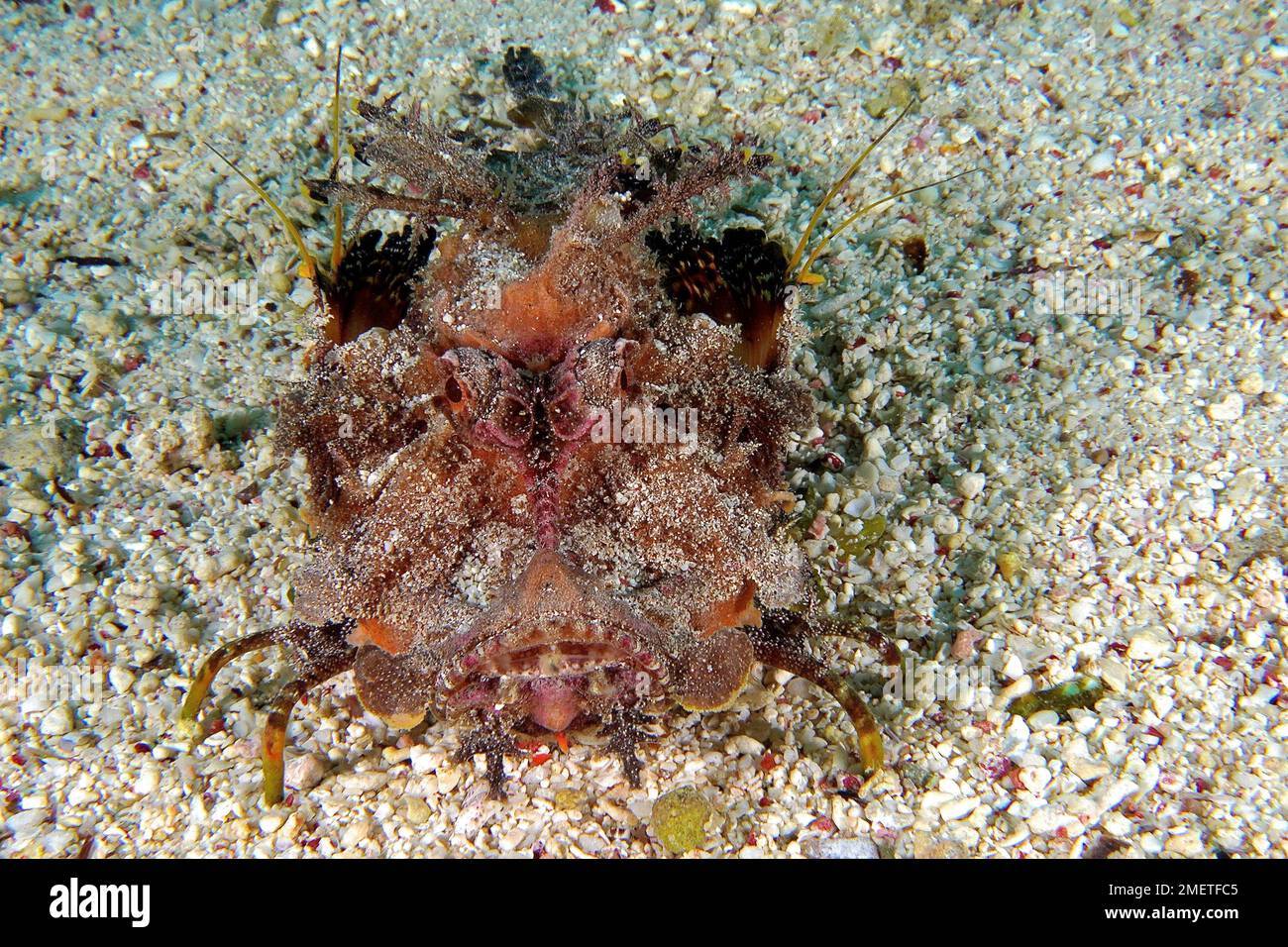 Portrait of Red Sea Walkman Filament Devilfish (Inimicus filamentosus ...