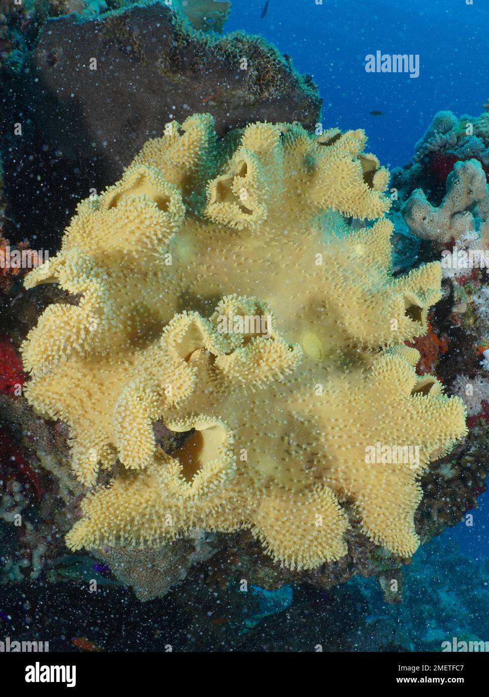 Rough leather coral (Sarcophyton glaucum), Shaab El Erg dive site ...