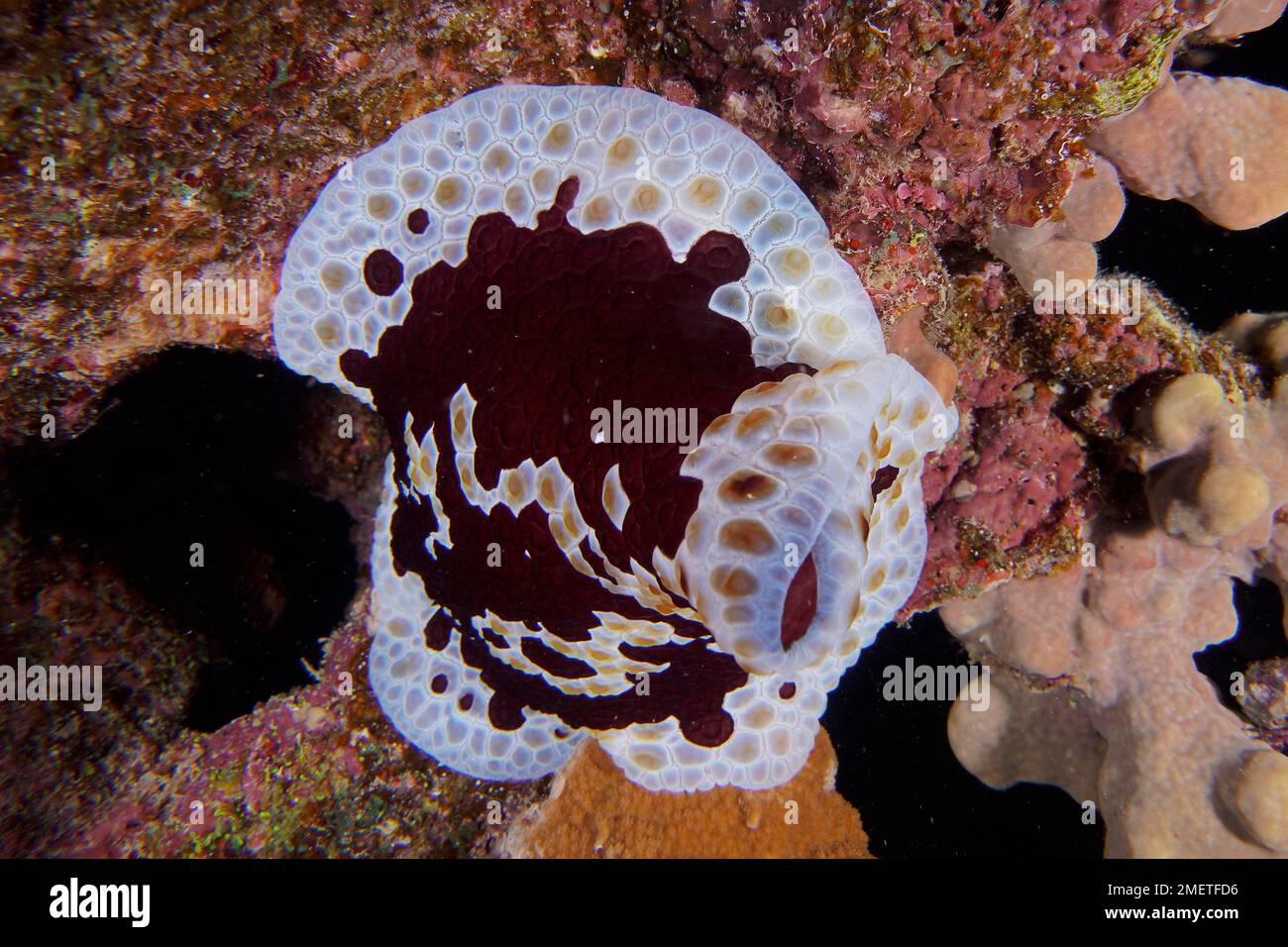 Large sofa cushion snail (Pleurobranchus grandis) at night. Dive site ...