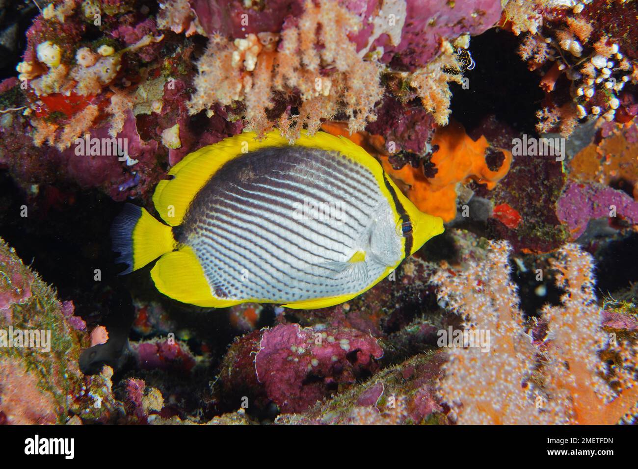Blackback butterflyfish (Chaetodon melannotus), Daedalus Reef dive site ...