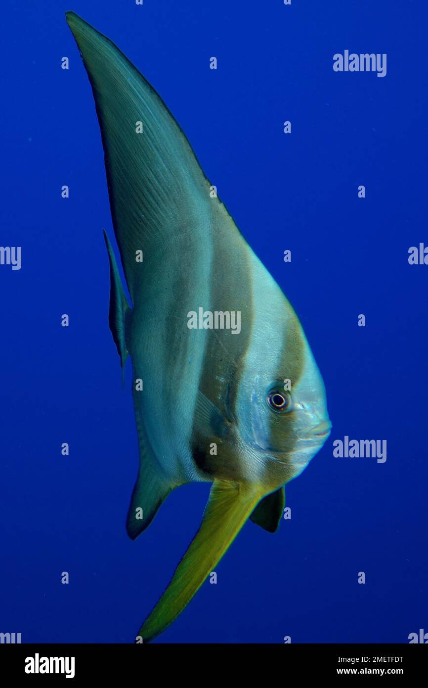 Juvenile orbicular batfish (Platax orbicularis) in front of a plain ...