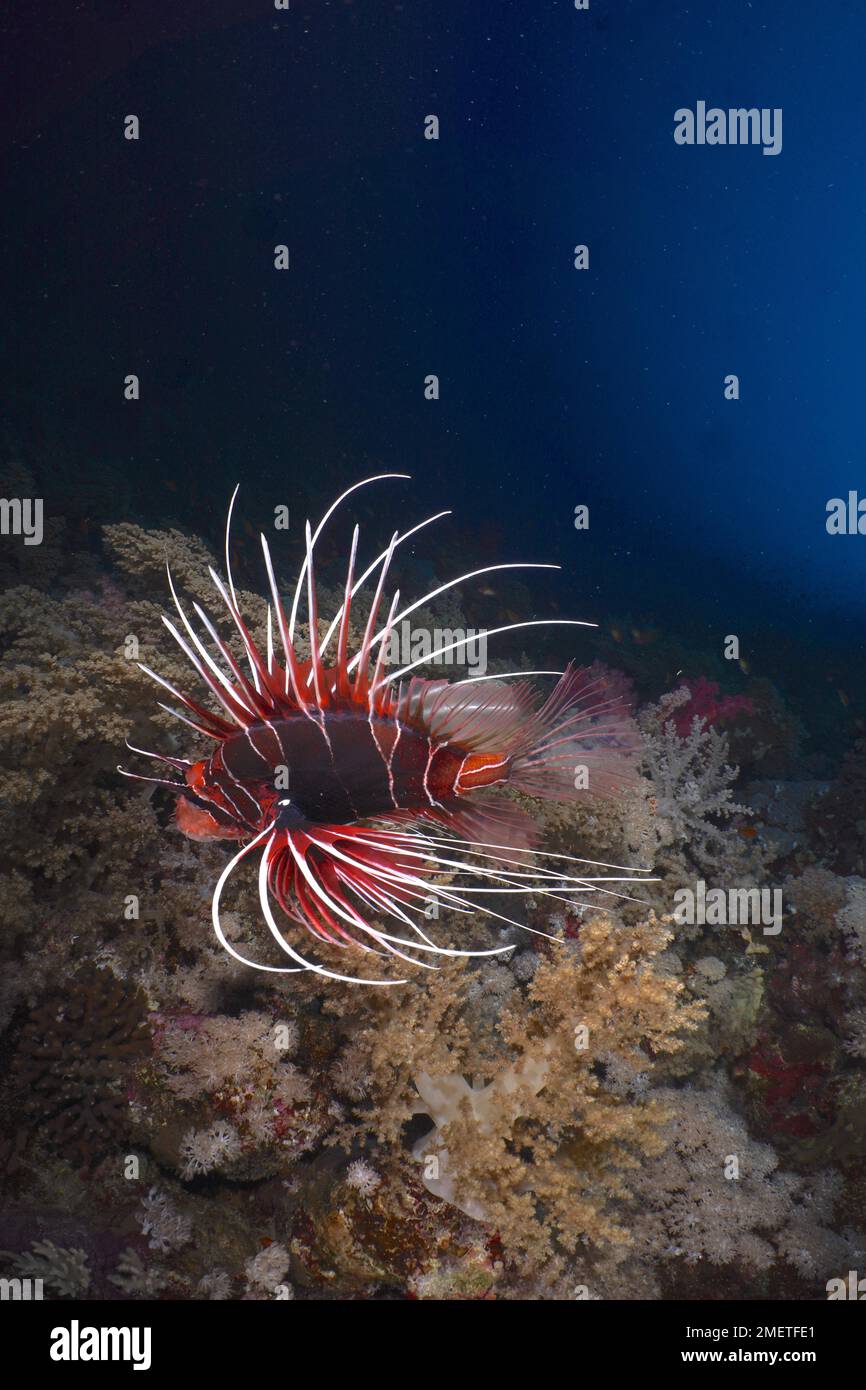 Radial firefish (Pterois radiata), Elphinstone Reef dive site, Red Sea ...
