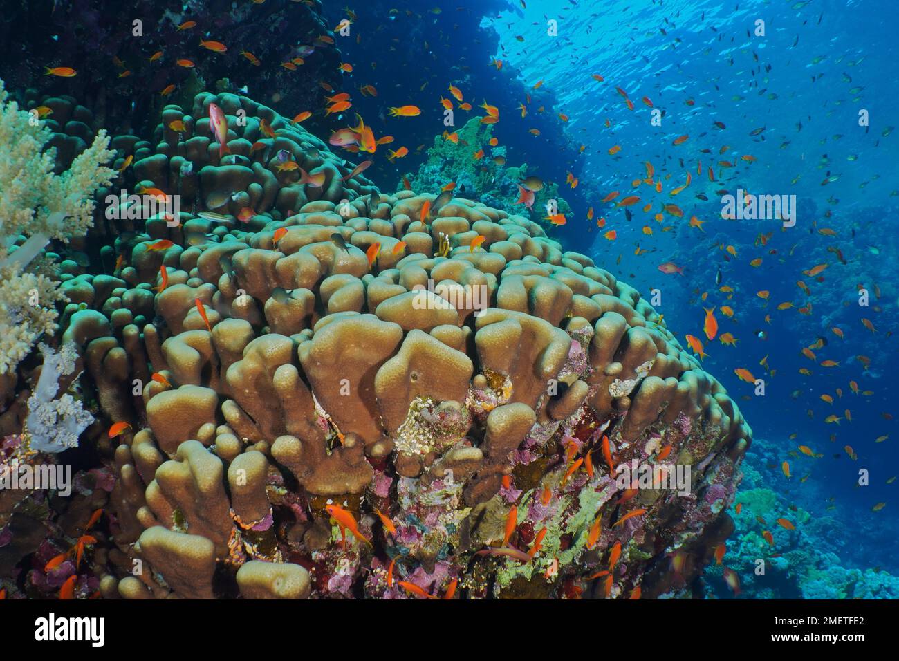 Solid pore coral (Porites solida) and group of sea goldie (Pseudanthias ...