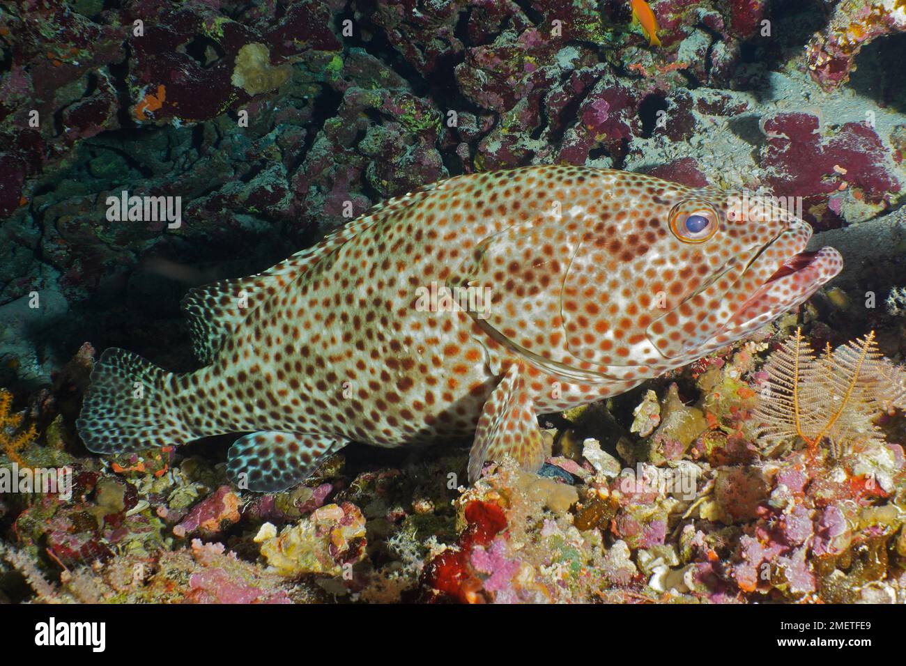 Greasy grouper (Epinephelus tauvina), Big Brother dive site, Brother ...