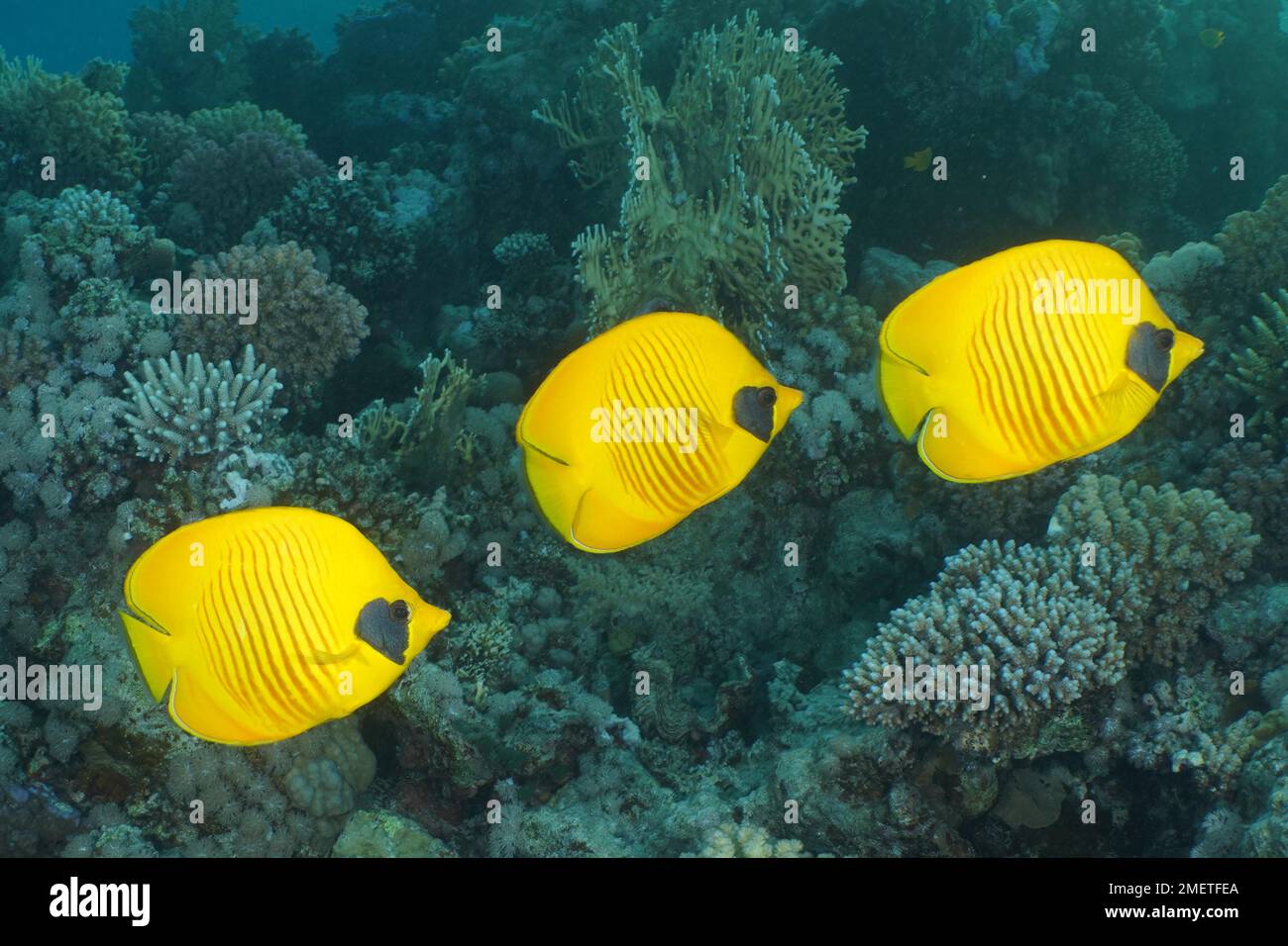 Three bluecheek butterflyfishes (Chaetodon semilarvatus), House Reef ...