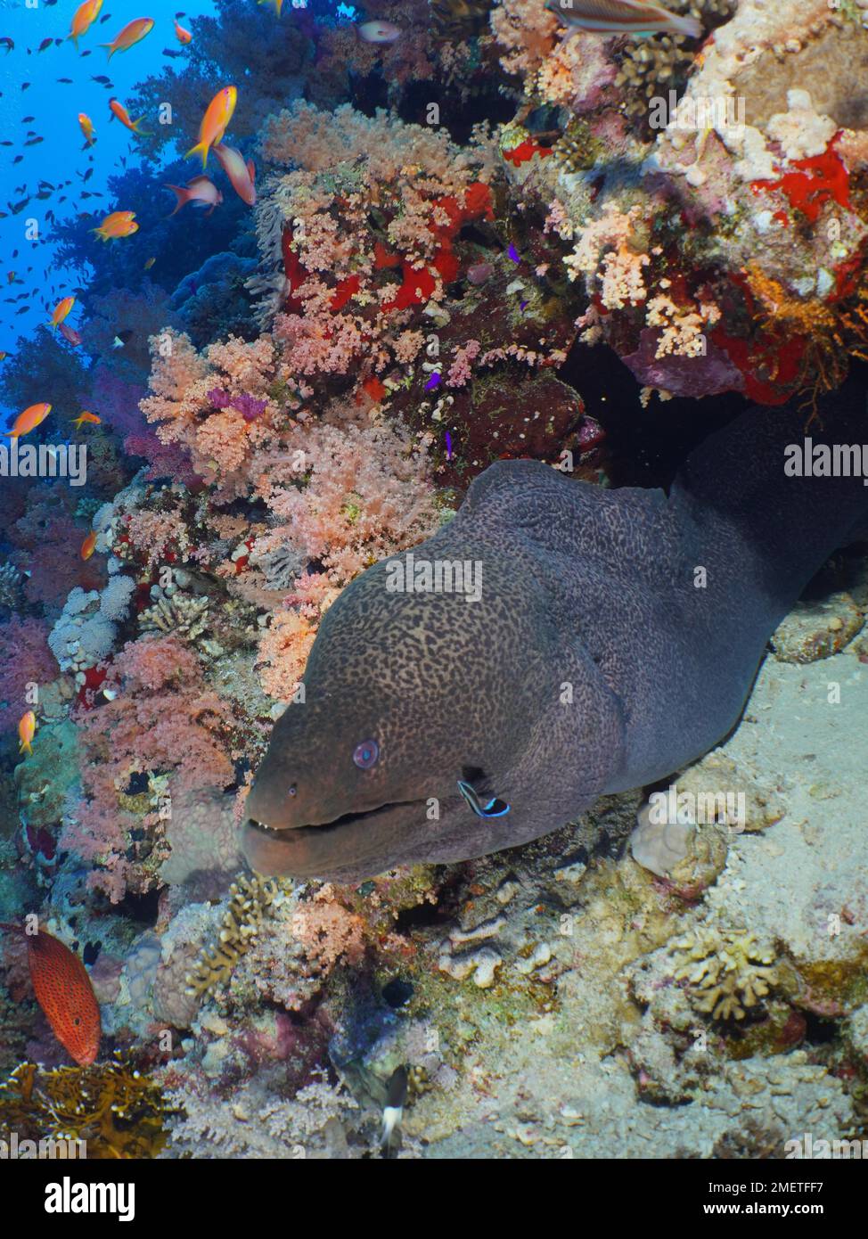 Giant Moray (Gymnothorax javanicus) moray with cleaner fish. Dive site ...