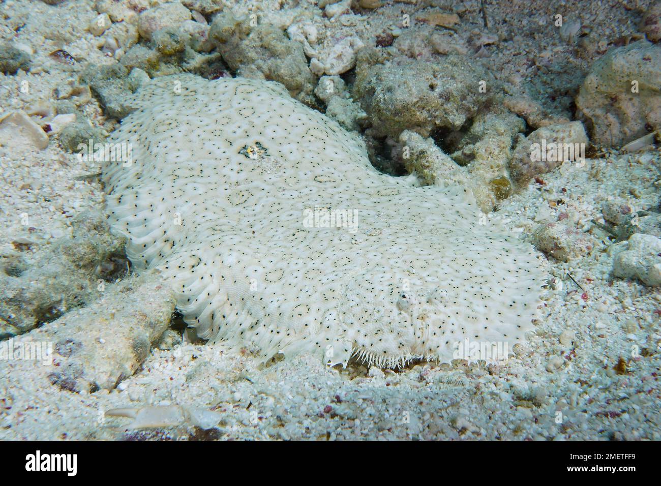 Finless sole (Pardachirus marmoratus), Dive Site House Reef, Mangrove ...