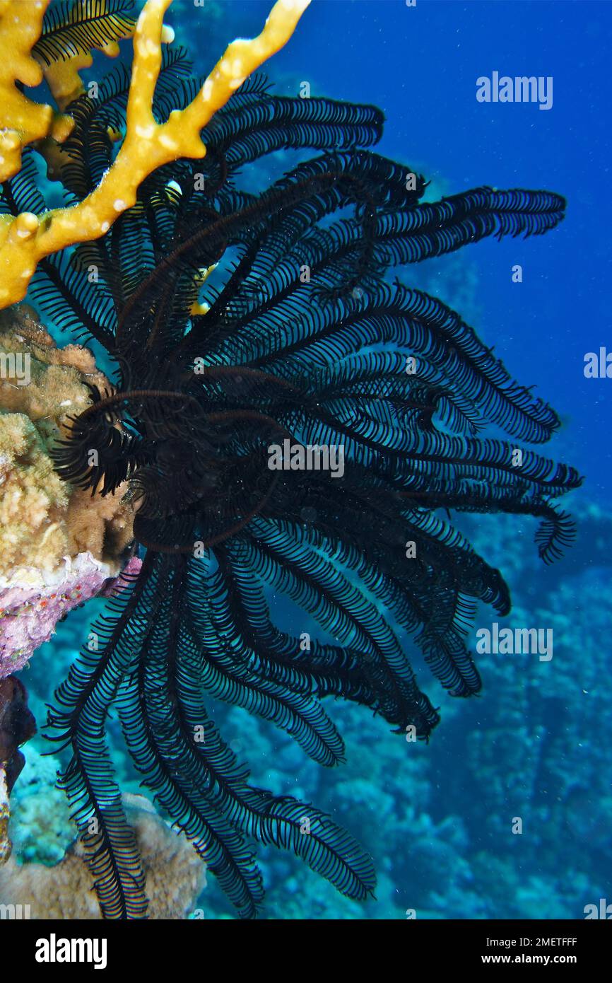 Black sawtooth hair star (Oligometra serripinna), Panorama Reef dive ...