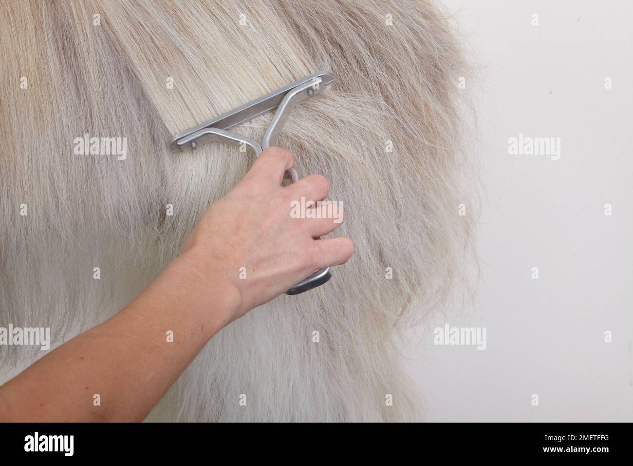 Bearded Collie, de-matting comb through coat in grooming parlour Stock ...