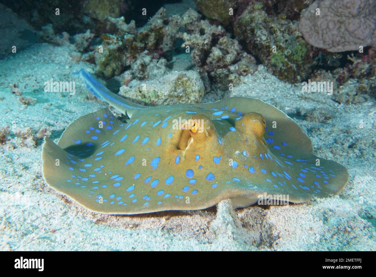 Portrait of blue spotted ray (Taeniura lymma) . Dive site House Reef ...